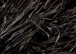 Using Logwood extract | Wild Colours natural dyes