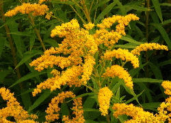 Dyeing with Goldenrod | Wild Colours natural dyes