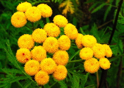 Other Yellow natural dye plants | Wild Colours natural dyes